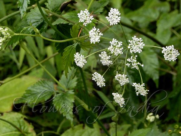 Pimpinella diversifolia - Diverse-Leaf Pimpinel